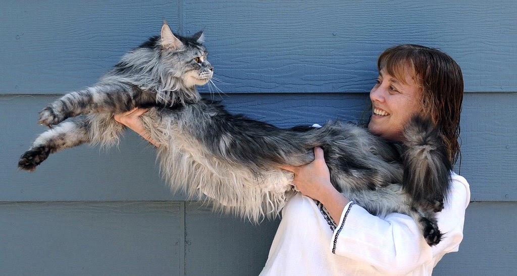 Americafun Stewie World s Longest Domestic Cat Set Guinness World Record americafun-stewie-world-s-longest-domestic-cat-set-guinness-world-record