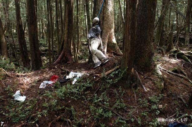 Aokigahara Forest Pics