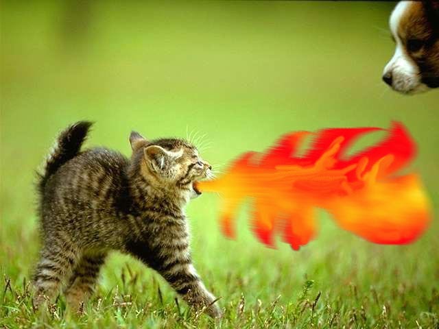 BlackWatermelon: Fire Breathing Cat
