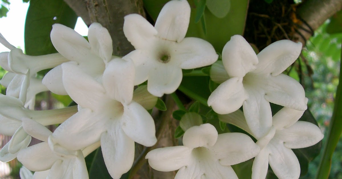 Fotos de Flores - Jardim da Preta: Jasmim-de-Madagascar,Flor-de-Noiva Fotos de Flores - Jardim da Preta: Jasmim-de-Madagascar,Flor-de-Noiva