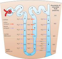 IB Biology: chapter 44 Outline: Osmoregulation and Excretion