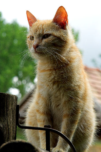 The Tales Of Granny Daisy Gnome And Cats the-tales-of-granny-daisy-gnome-and-cats