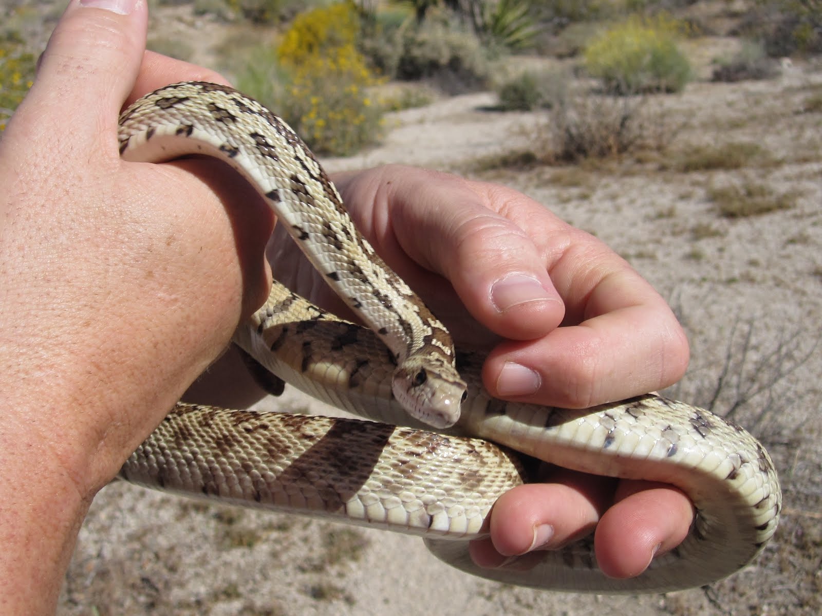 Serpente Gopher Di Sonora