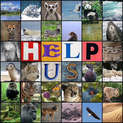 Danielle s Blog ED 568 Helping Threatened And Endangered Animals danielle-s-blog-ed-568-helping-threatened-and-endangered-animals