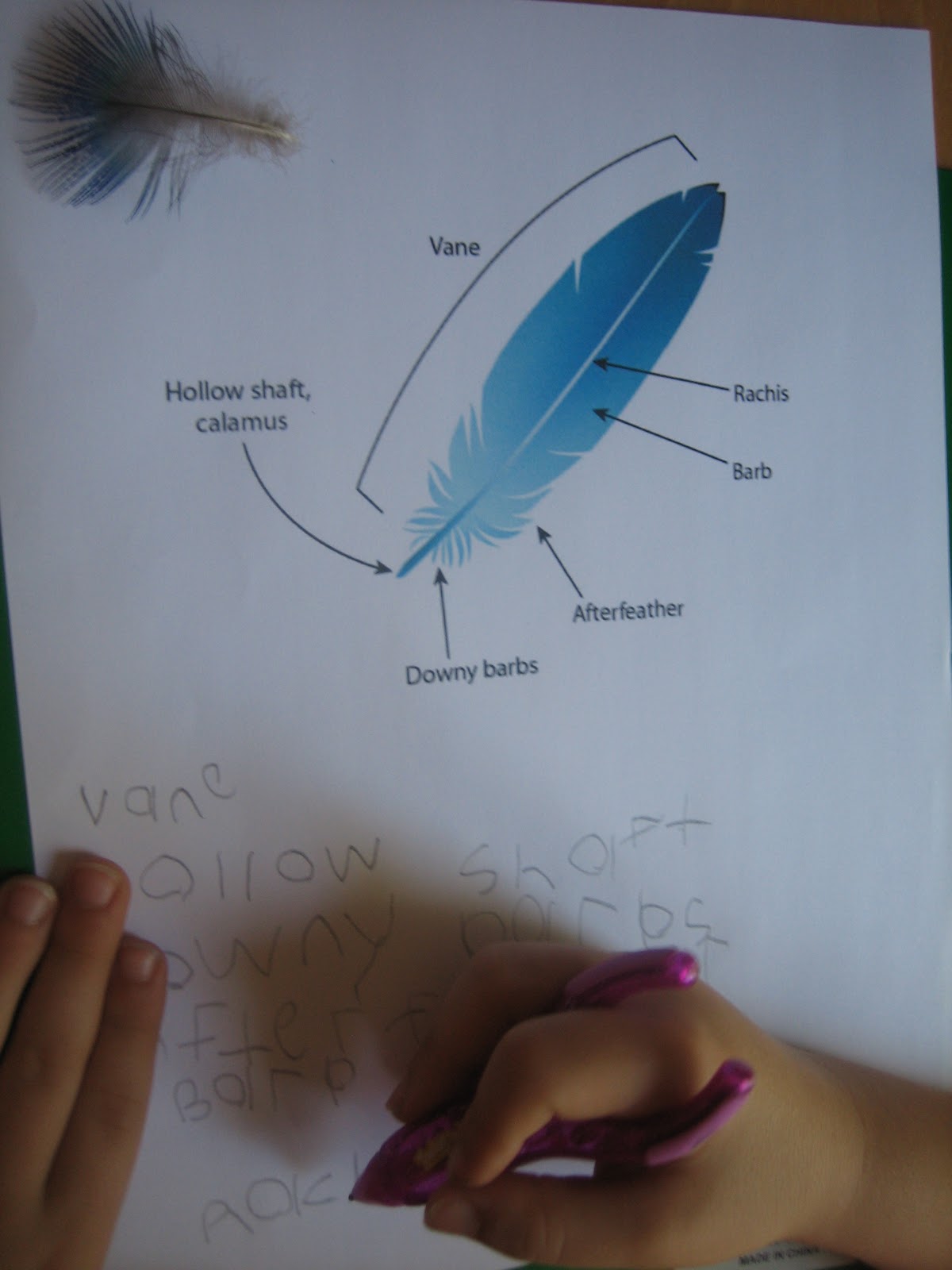 LETTER OF THE WEEK "B" & LEARNING ABOUT BIRDS! (art, science & more ...