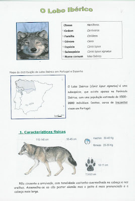 EB1 Real - Sala 2: TEXTO INFORMATIVO - O LOBO IBÉRICO