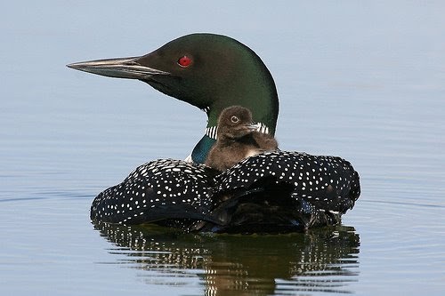 Minnesota Bird Common Loon Pictures | State Birds