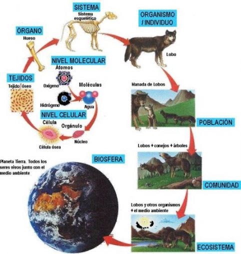 APRENDEMOS SOBRE ECOSISTEMAS: NIVELES DE ORGANIZACIÓN DE LA ECOLOGÍA