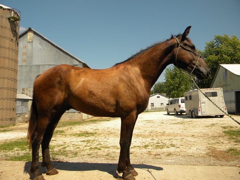 Horses for Sale: Percheron Morgan Cross