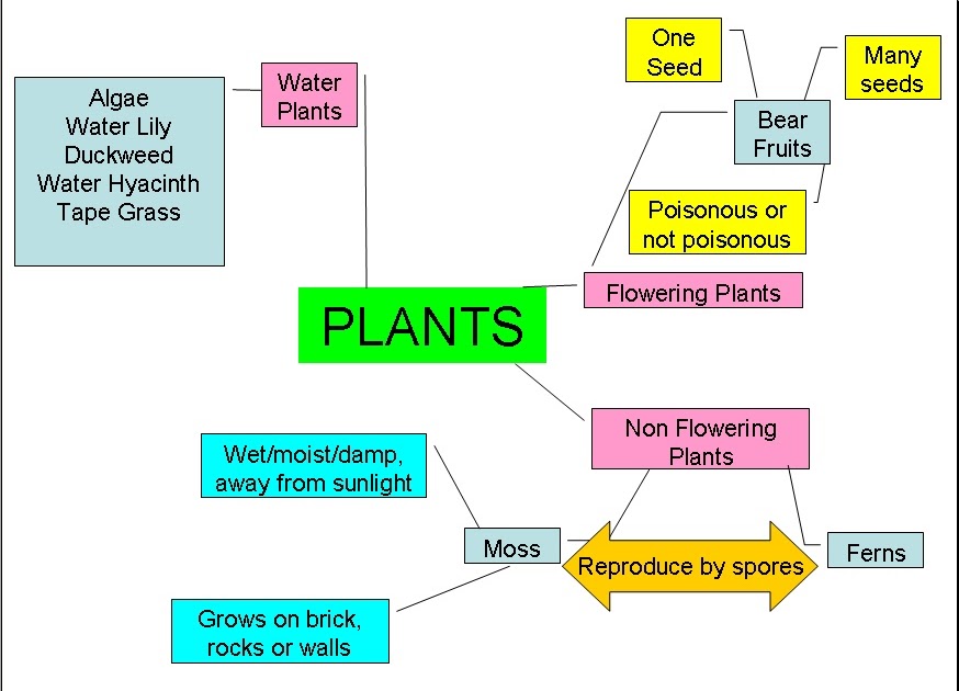 Simple Plants Concept Map Answers - United States Map