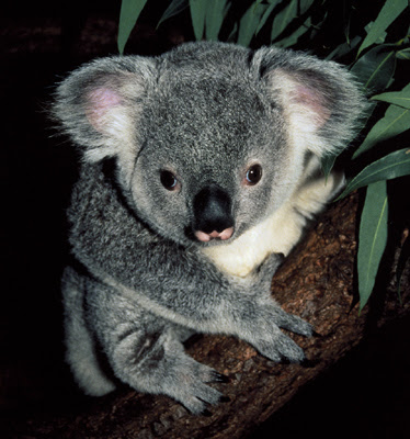 Imágenes koalas bebés - Imagui