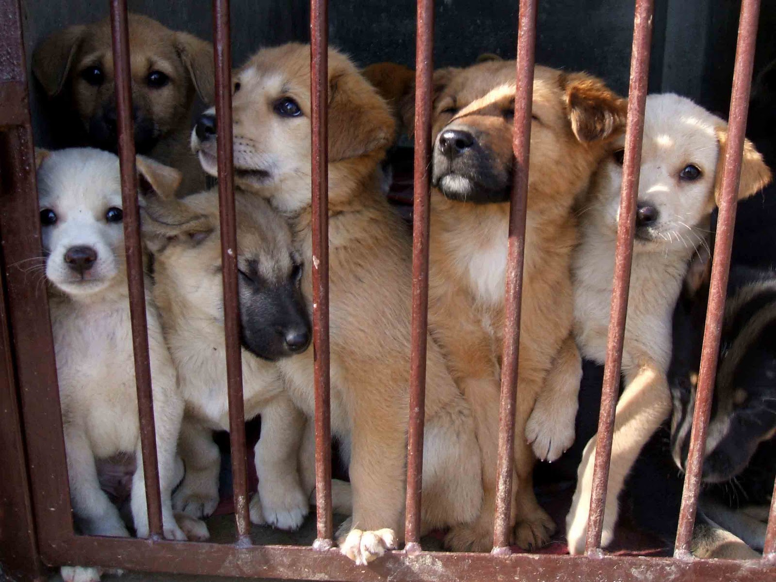 Going To The Dogs Animal Nepal Exposes Illegal Puppy Trade To India going-to-the-dogs-animal-nepal-exposes-illegal-puppy-trade-to-india