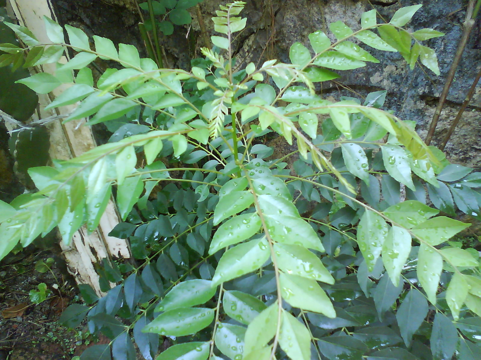 Impiana Iman: Pokok Kari Impiana Iman: Pokok Kari