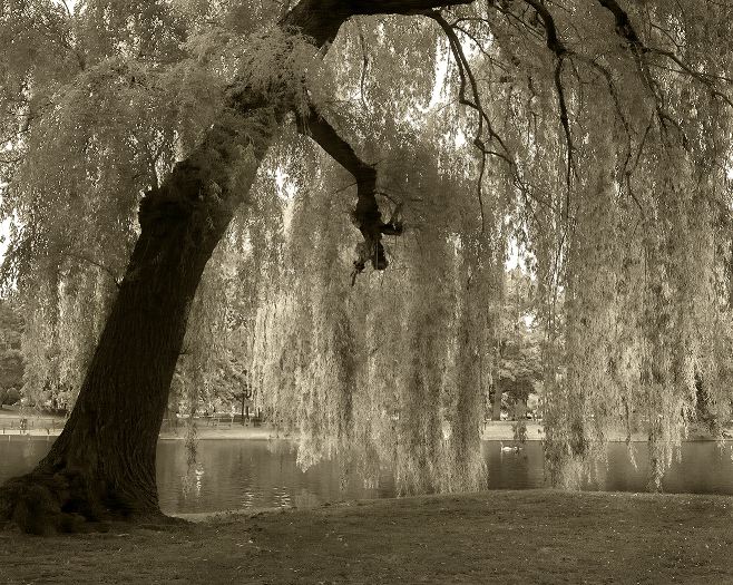 A Beautiful Mind Weeping Willows a-beautiful-mind-weeping-willows