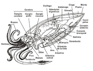 Los cefalópodos: Información general y anatomía de la sepia