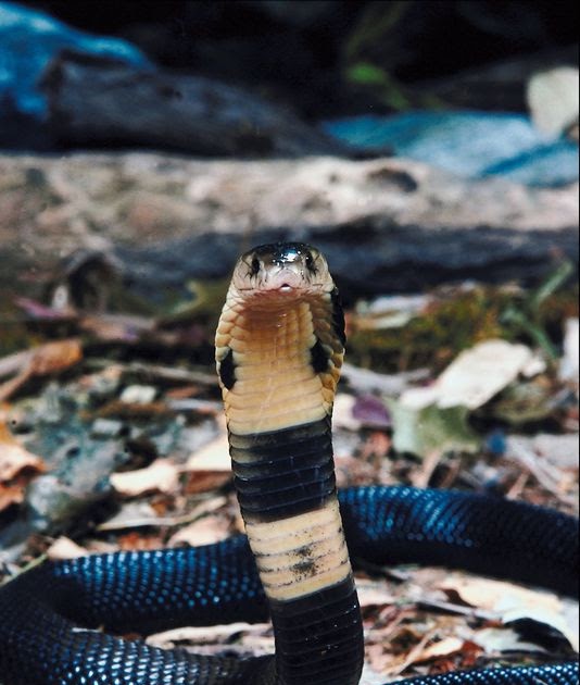 Nature Observations And Meanings COBRA FAMILY ELAPIDAE Power Of nature-observations-and-meanings-cobra-family-elapidae-power-of
