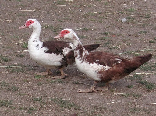 Es mi Perú: Manual para la Crianza de Patos y aves de corral