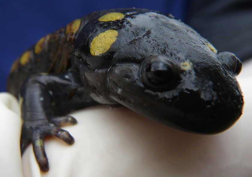 Biology Snippets Is It True That Salamanders Can Do Photosynthesis biology-snippets-is-it-true-that-salamanders-can-do-photosynthesis