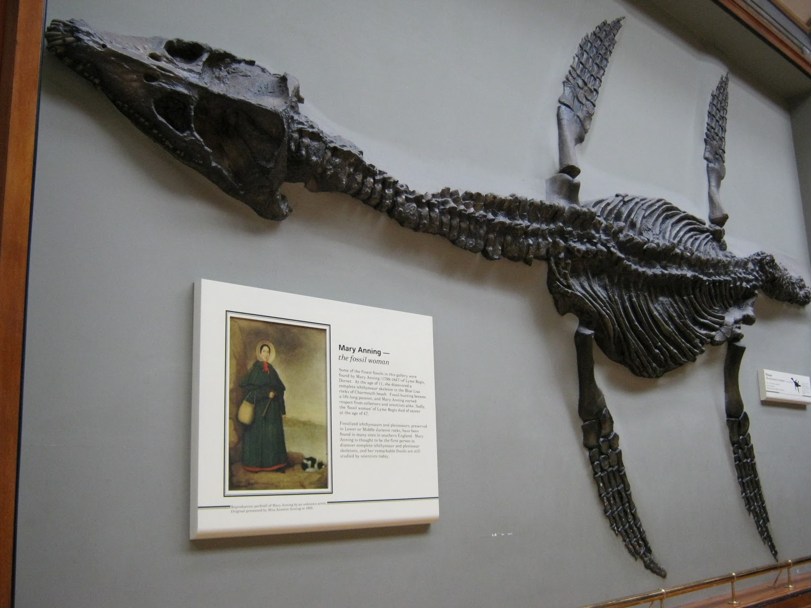 If in London, visit the Natural History Museum - I ~ Irtiqa