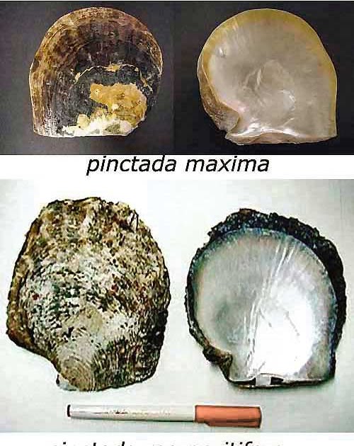 Amici-in-allegria: Ostriche perlifere