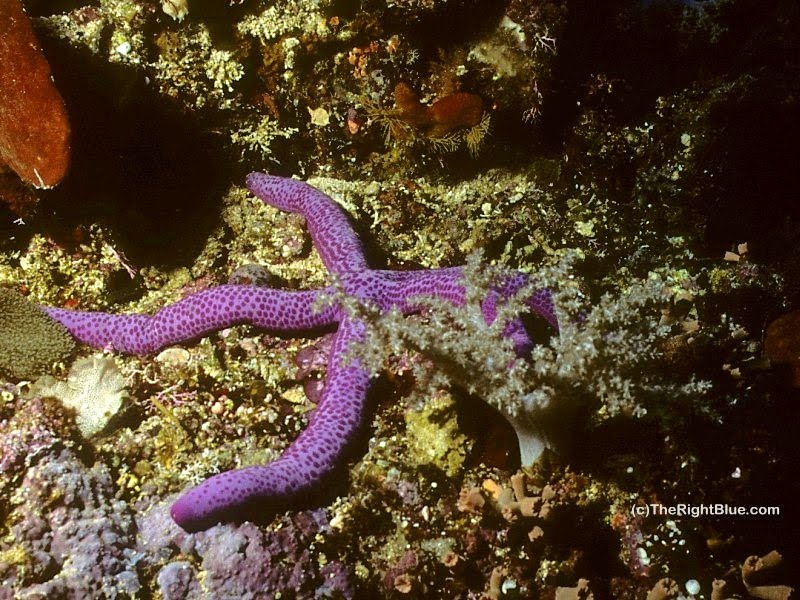 The Right Blue: Seeing stars: Linckia multifora