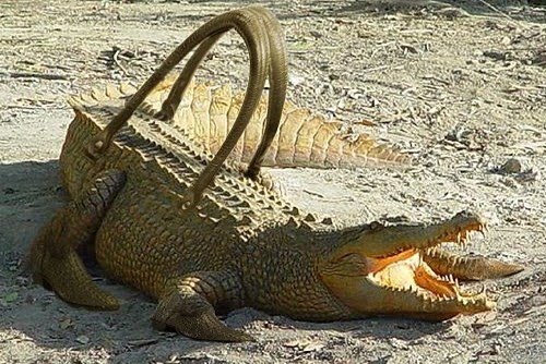 DAVID DUST: Real Sewer Alligator Emerges in Astoria!!! DAVID DUST: Real Sewer Alligator Emerges in Astoria!!!