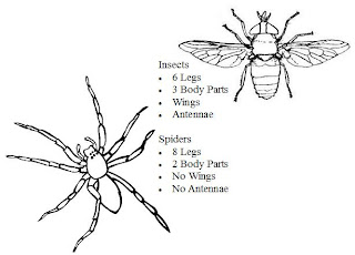 Identifing Insects: How to Identify Insects - Bug or Spider?