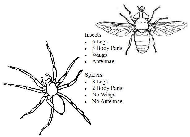 Identifing Insects: How to Identify Insects - Bug or Spider?
