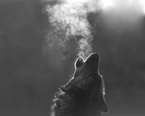 Welcome At My Campfire The Word Wolf In Different North American welcome-at-my-campfire-the-word-wolf-in-different-north-american