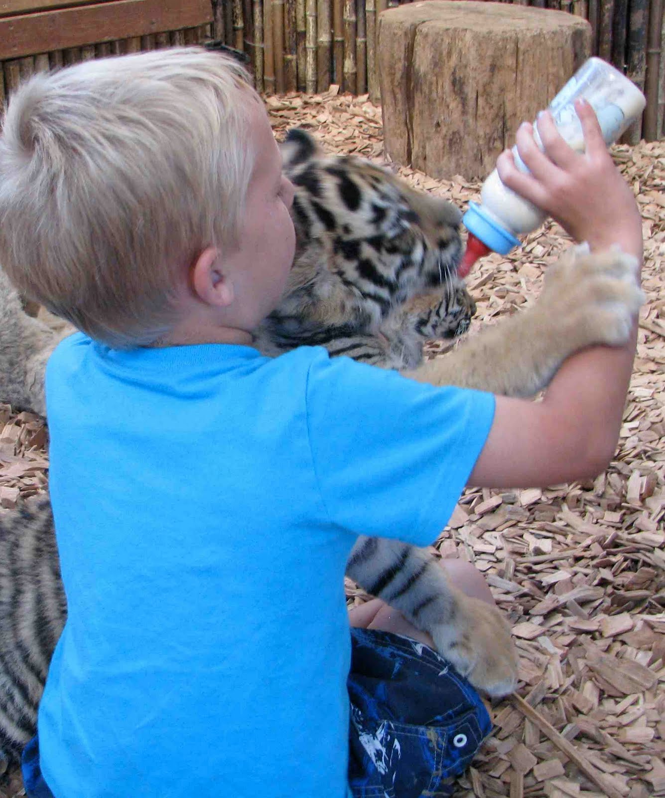 Tiger Tiger Book Sharing Monday Eva Varga tiger-tiger-book-sharing-monday-eva-varga