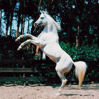 Sve o konjima: ARAPSKI KONJ