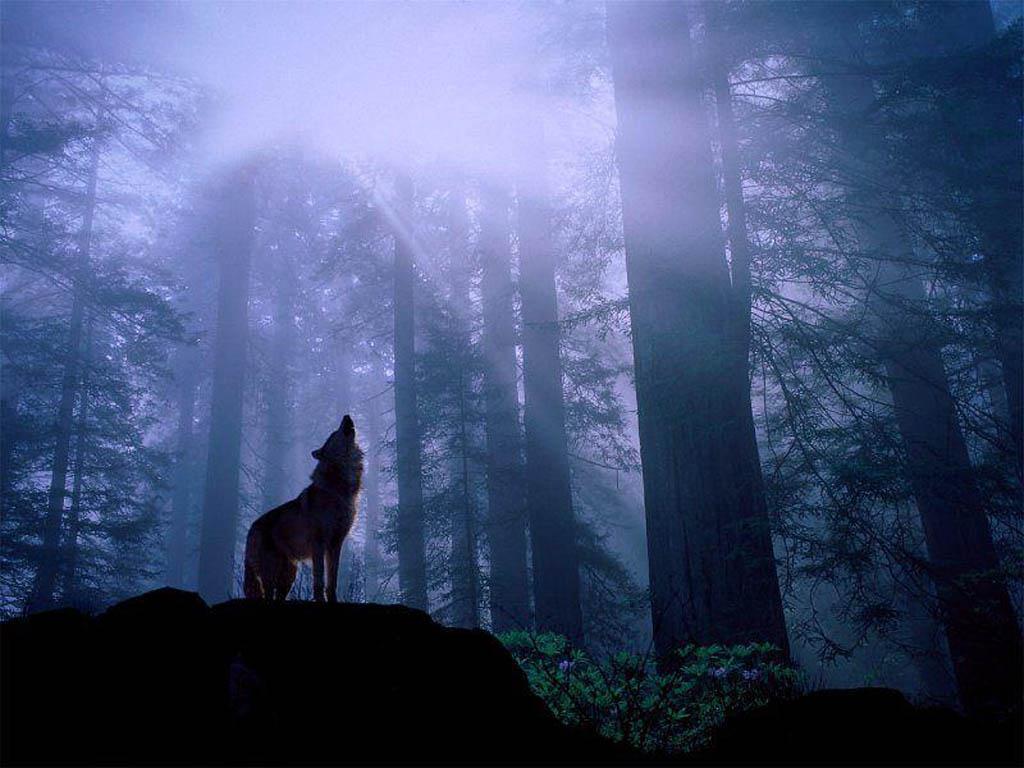 Lobos HD wallpapers - Imagui