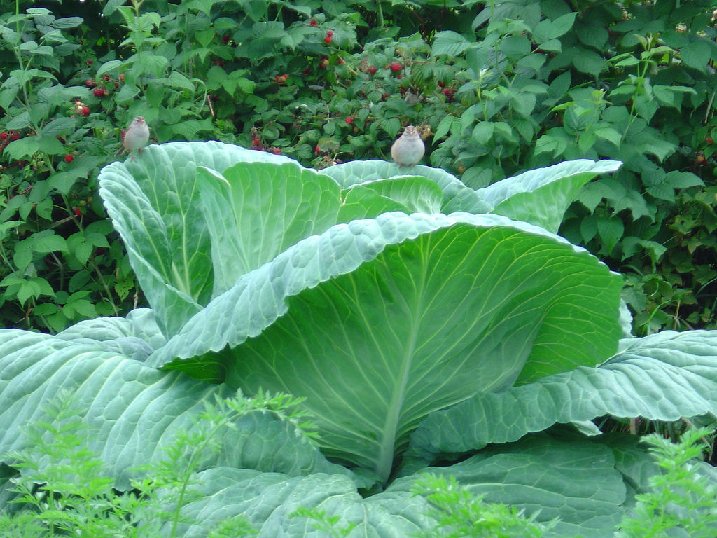 Silvering Path | Mandy Greer