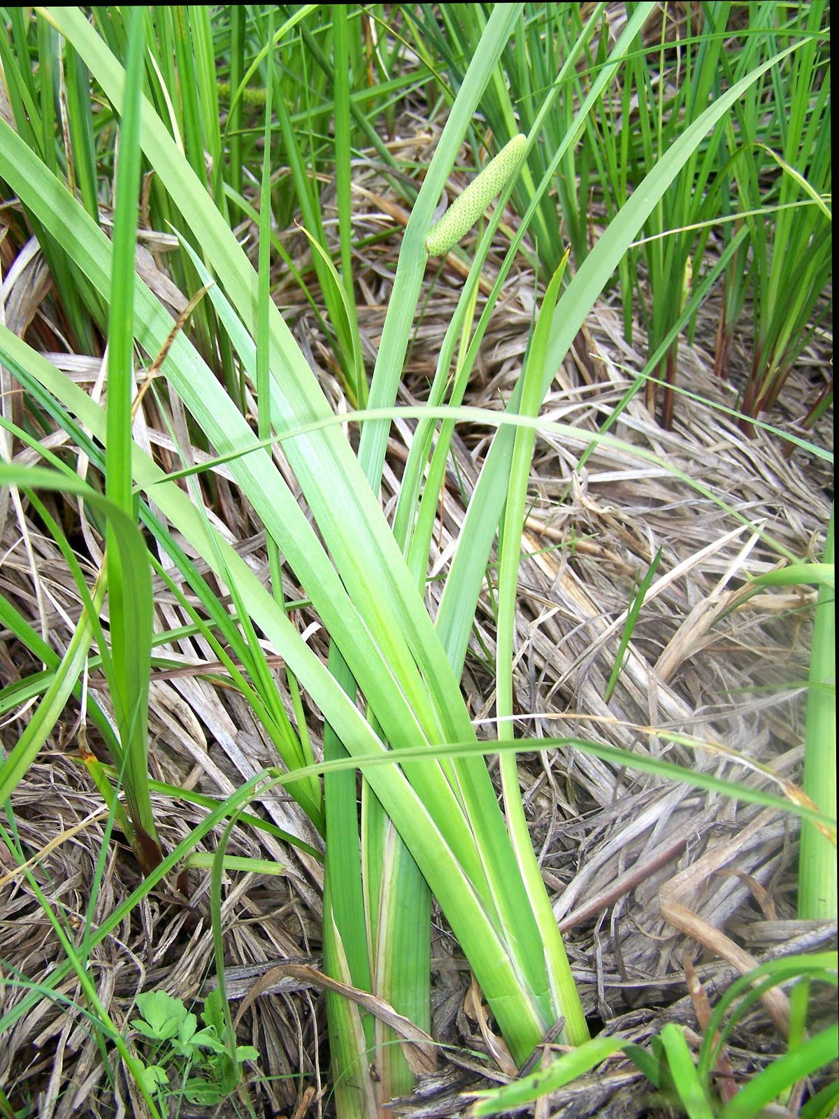 Rat Root rat-root