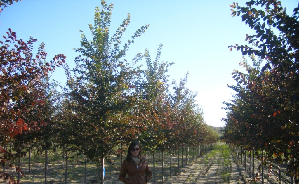 TORY'S TREES: Frontier Elm TORY'S TREES: Frontier Elm