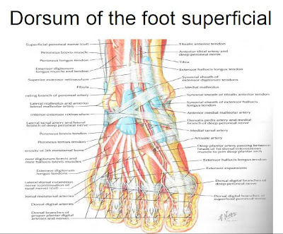 Muscles of the Foot and Ankle | Podiatry