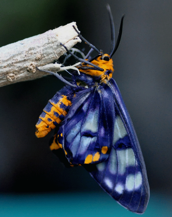 Back of Beyond The NT: Four O Clock Moth Dysphania Numana Gets Its Wings