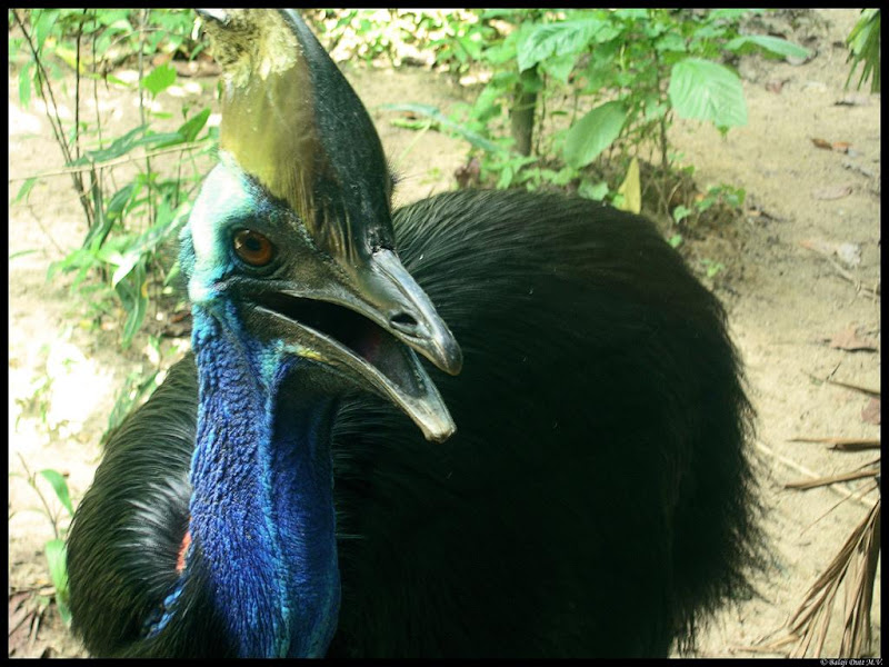 Cassowary - World's Most Dangerous Bird Cassowary - World's Most Dangerous Bird