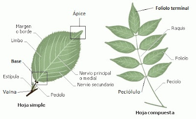 HOJAS - BIONATURALIST