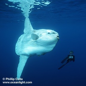 THE BIG FISH: Sunfish a.k.a Mola-mola ,world's biggest bony fish