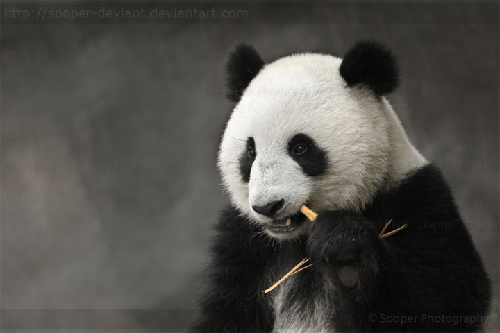 Super Dark Matter IT IS ONCE AGAIN TIME FOR CUTE ANIMAL SUPER HAPPY FUN TIME AND RUSSIAN super-dark-matter-it-is-once-again-time-for-cute-animal-super-happy-fun-time-and-russian