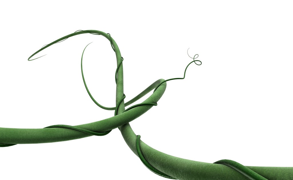 Caffeine Abuse: Animating Growing Vine Caffeine Abuse: Animating Growing Vine
