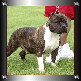 Bravery helps people achieve huge challenges: Dirk The Protector By ...