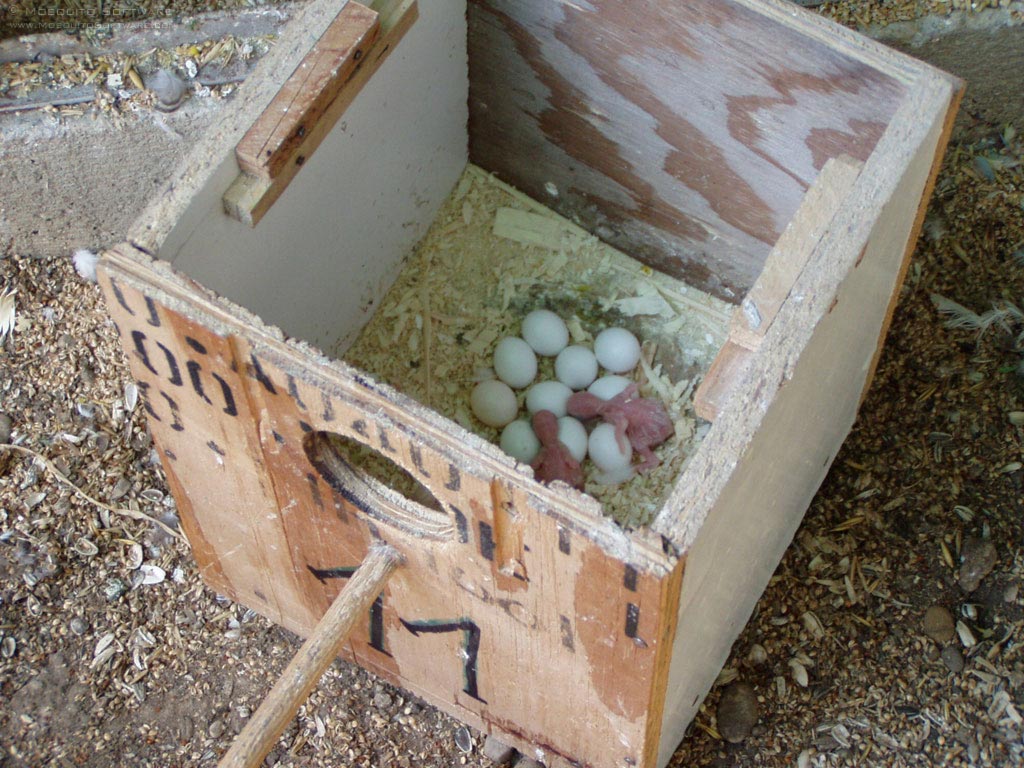 NESTING MATERIALS Lovebird Breeding nesting-materials-lovebird-breeding