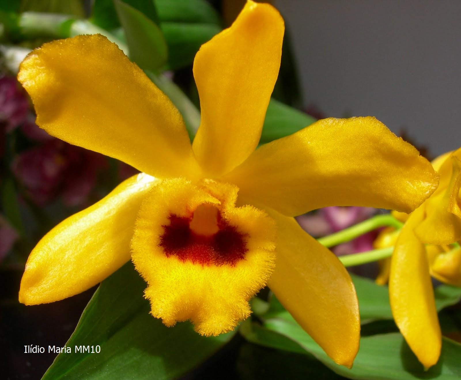 HOA PHONG LAN VIỆT-VIETNAM ORCHIDS: Dendrobium (och-pac)