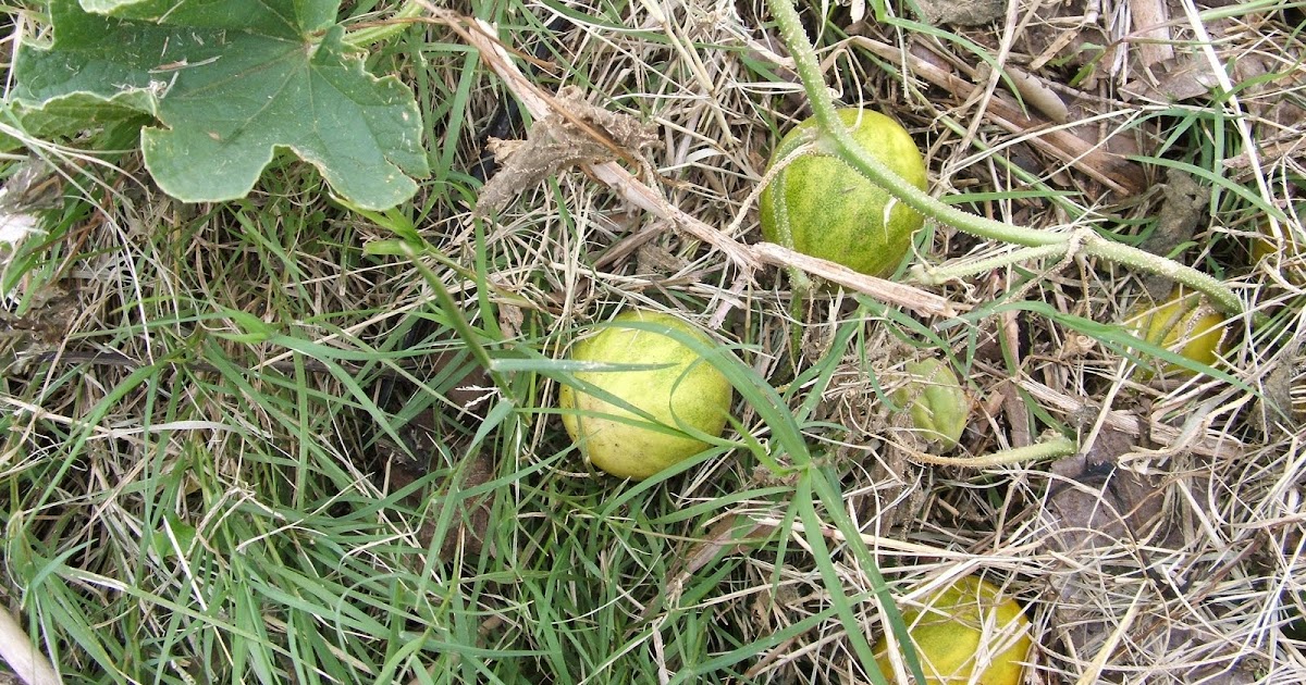 A Slice of Texas : Wild Watermelons