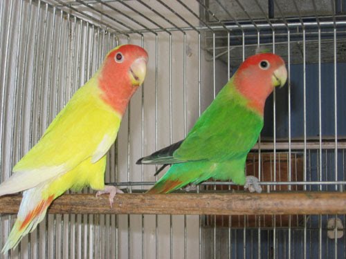 Agapornis Lutino Opalino