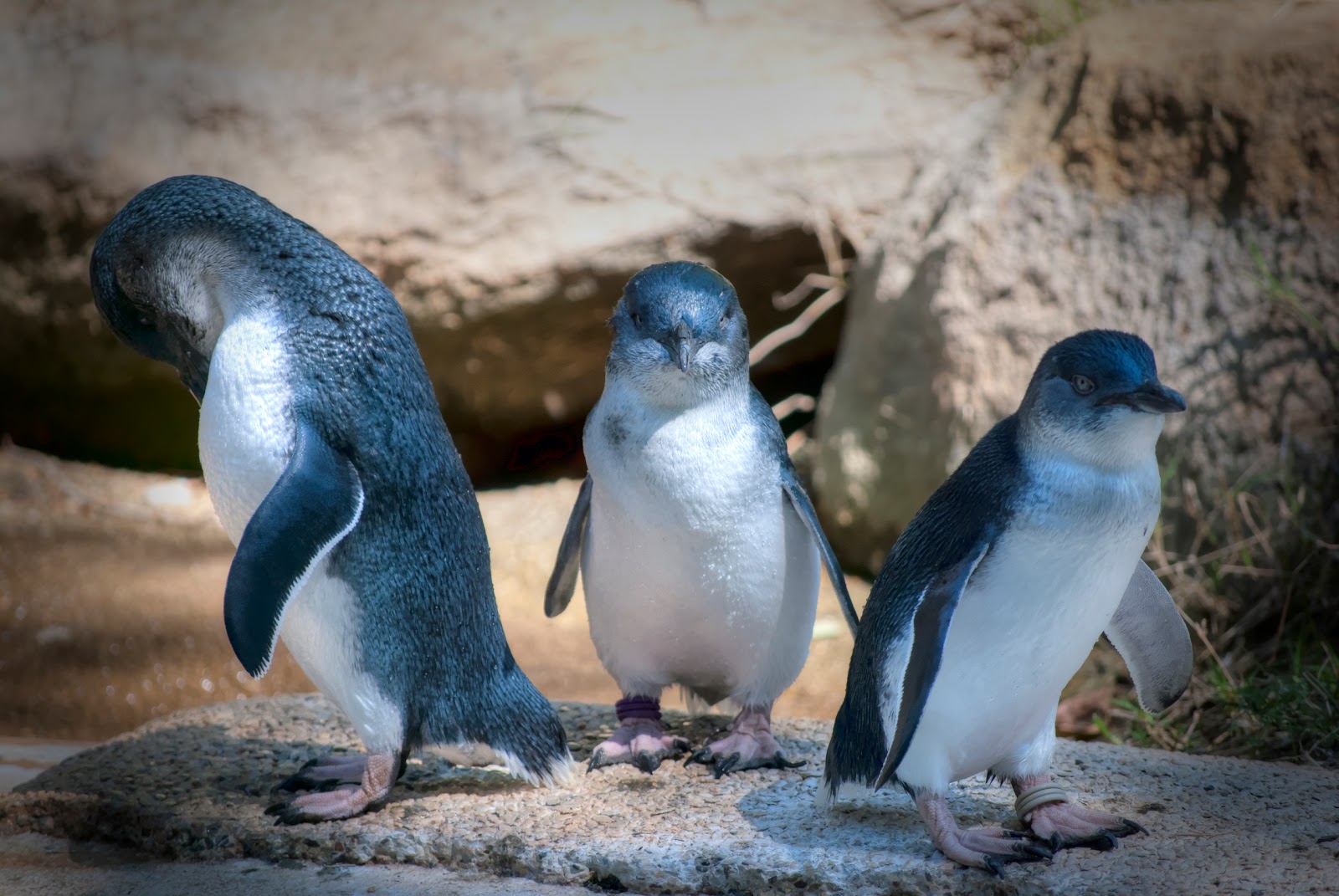 A Photo A Day Fairy Penguins Three a-photo-a-day-fairy-penguins-three