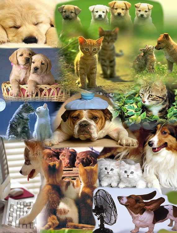 MICROSOFT WORD: LAS MASCOTAS