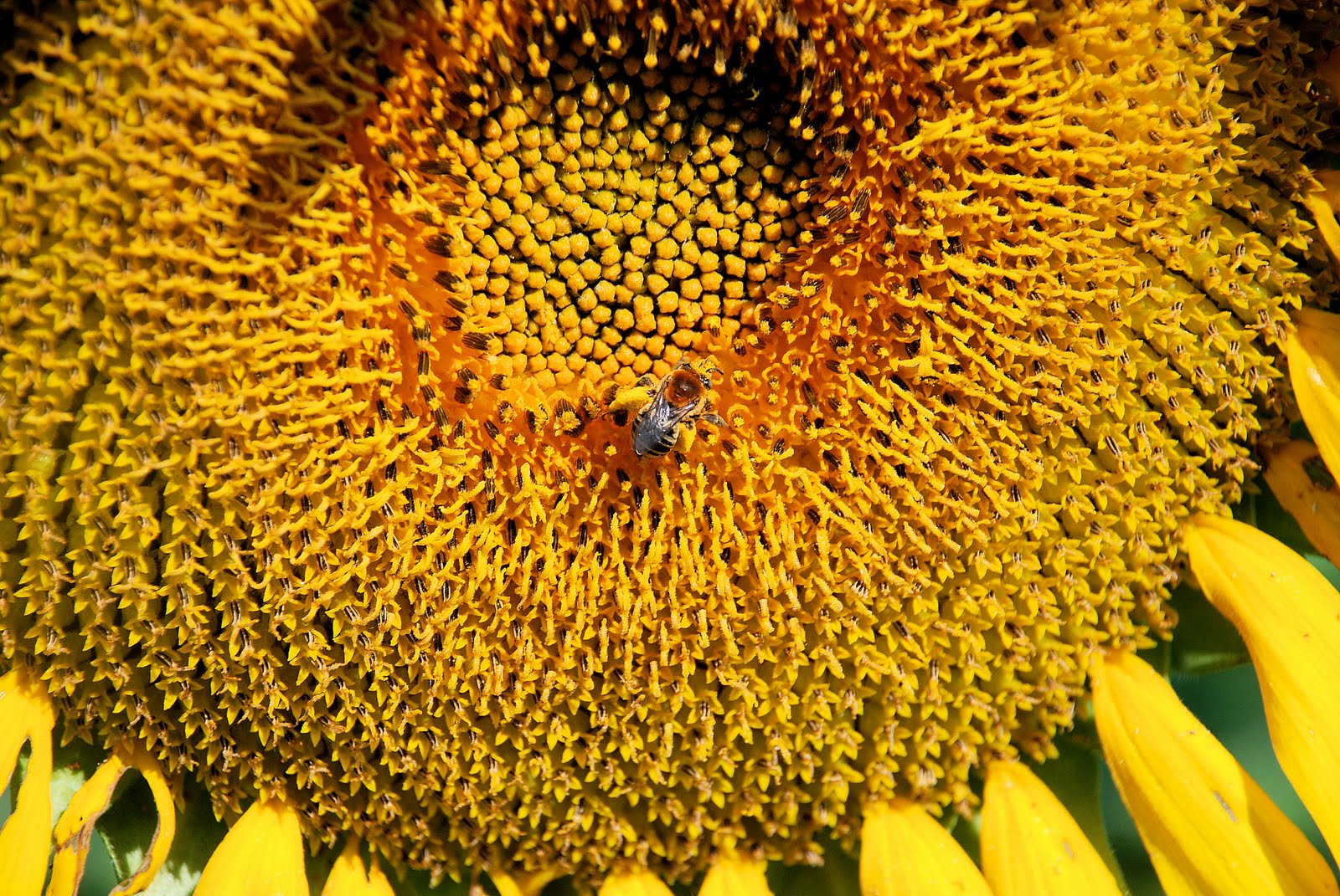 Essay Sunflower essay-sunflower